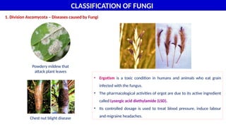 Microbiology of Fungi - Morphology & Characteristics | PPTX