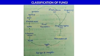 Microbiology of Fungi - Morphology & Characteristics | PPTX