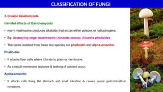 Microbiology of Fungi - Morphology & Characteristics | PPTX