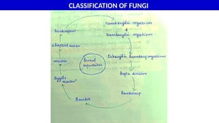Microbiology of Fungi - Morphology & Characteristics | PPTX