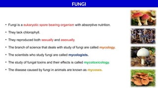 Microbiology of Fungi - Morphology & Characteristics | PPTX
