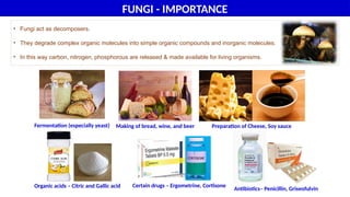 Microbiology of Fungi - Morphology & Characteristics | PPTX