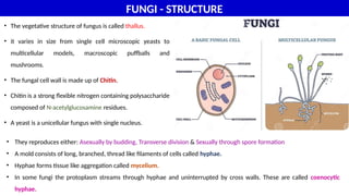 Microbiology of Fungi - Morphology & Characteristics | PPTX