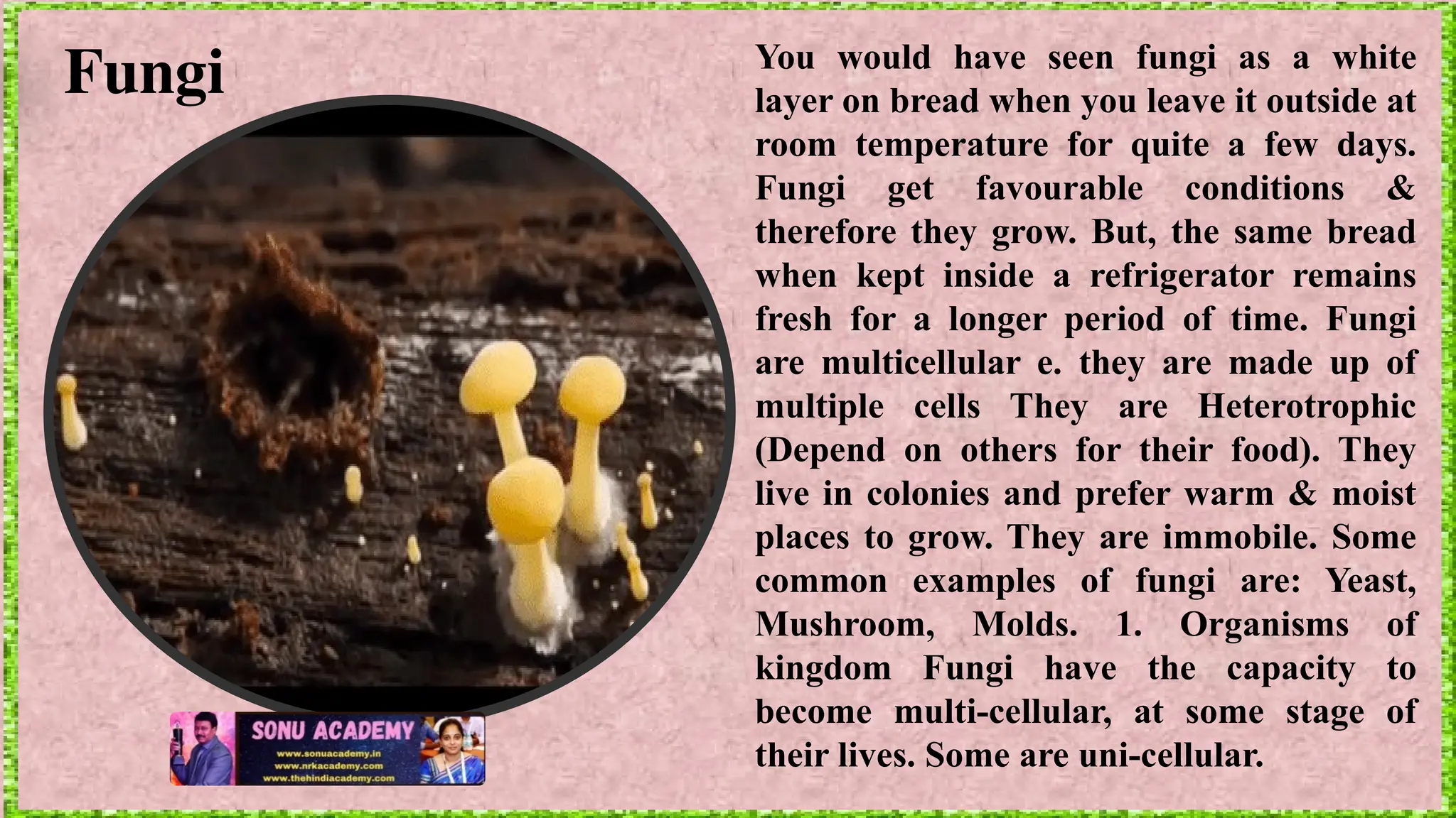 Microorganisms: Friend and Foe – Fungi Chapter-2 Class 8- CBSE | PPT