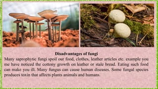 Microorganisms: Friend and Foe – Fungi Chapter-2 Class 8- CBSE | PPTX