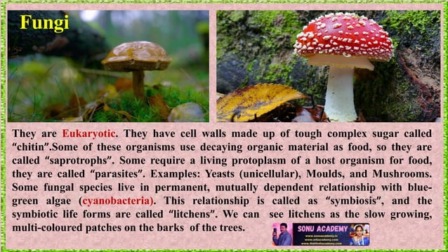 Microorganisms: Friend and Foe – Fungi Chapter-2 Class 8- CBSE | PPT