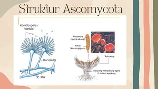 Materi Fungi kelas 10 Fase E. Berisi mengenai ciri-ciri fungi ...