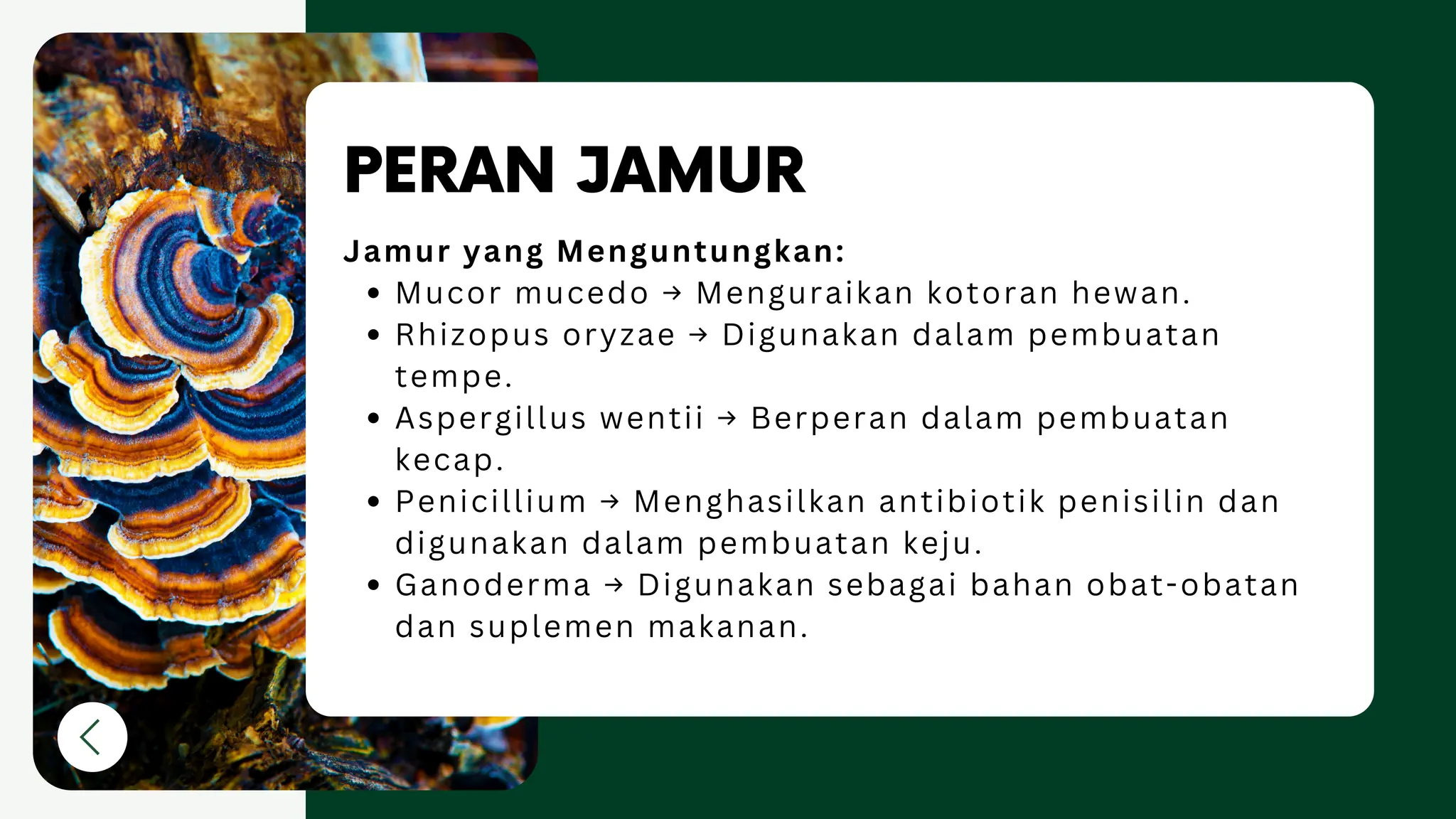 Power Point Presentasi Materi Jamur (Fungi) | PDF