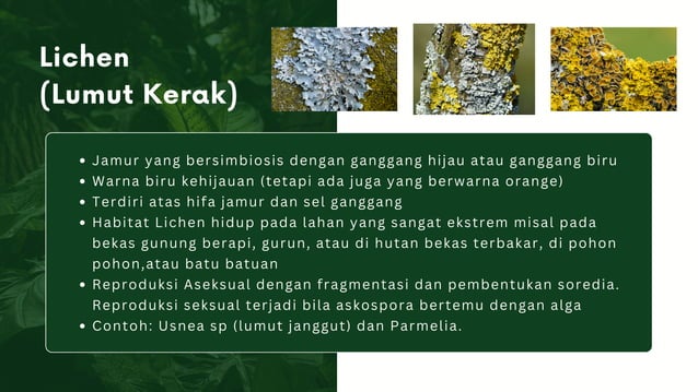 Power Point Presentasi Materi Jamur (Fungi) | PPT