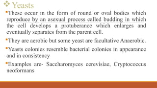 Morphology and ,,Classification of Fungi | PPTX