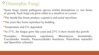 Morphology and ,,Classification of Fungi | PPTX