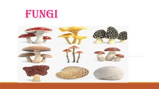 Morphology and ,,Classification of Fungi | PPTX