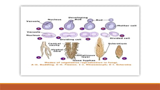 Morphology and ,,Classification of Fungi | PPTX