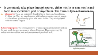 Morphology and ,,Classification of Fungi | PPTX