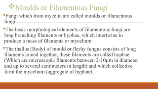 Morphology and ,,Classification of Fungi | PPTX