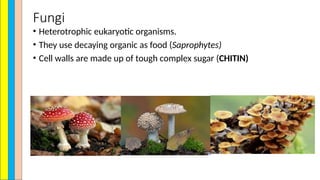 Fungi.pptx microbiology and parasitology | PPTX