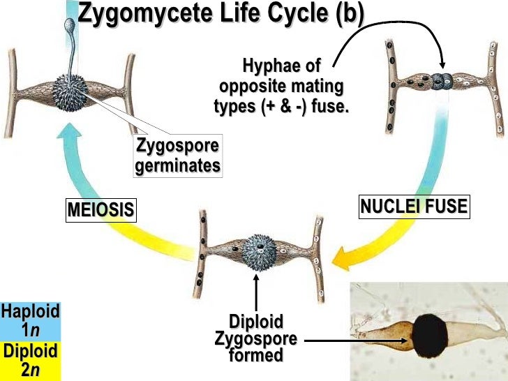 Zygomycota Definition
