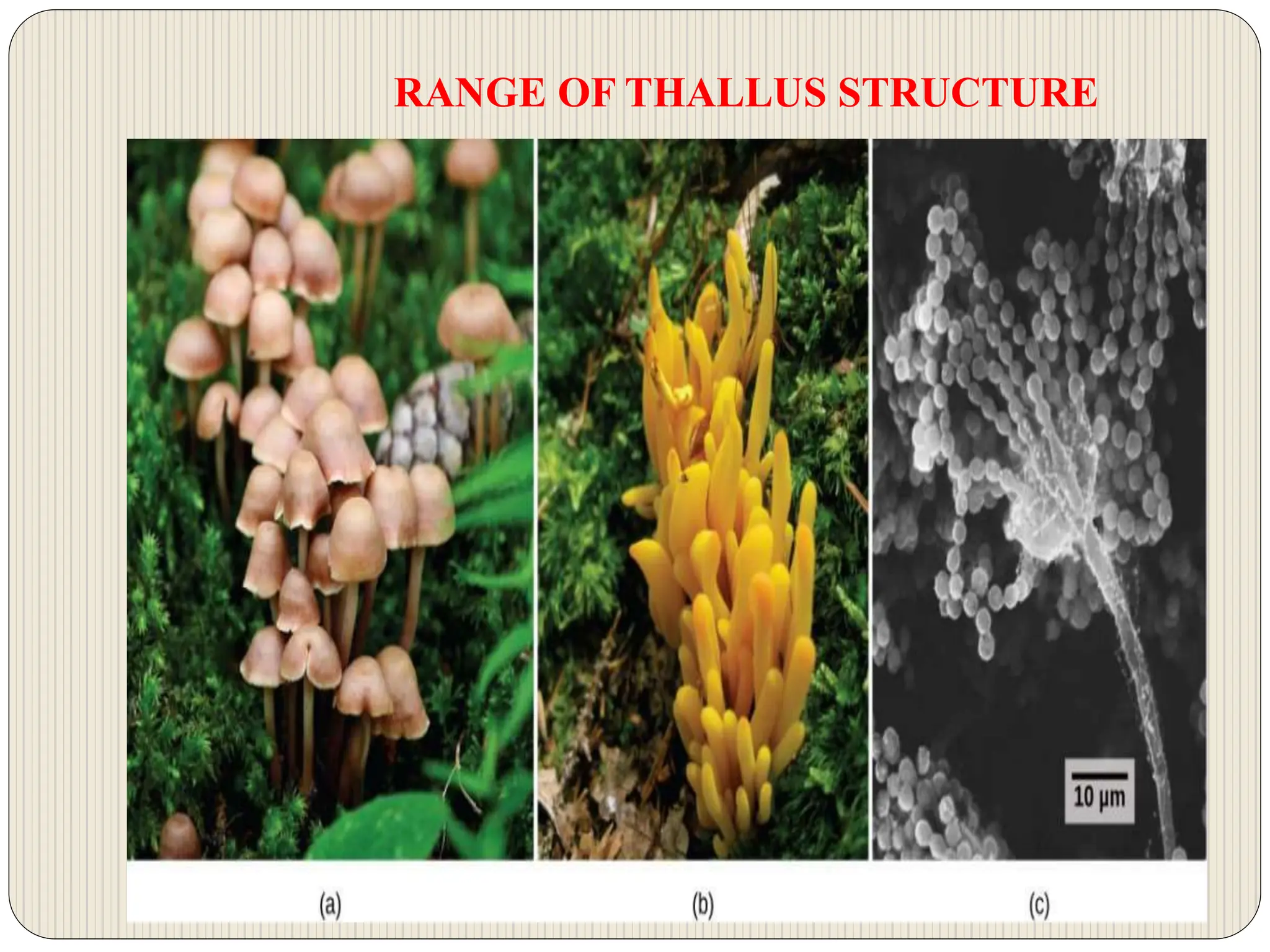 Fungi- Cell Wall & Thallus Structure.pdf