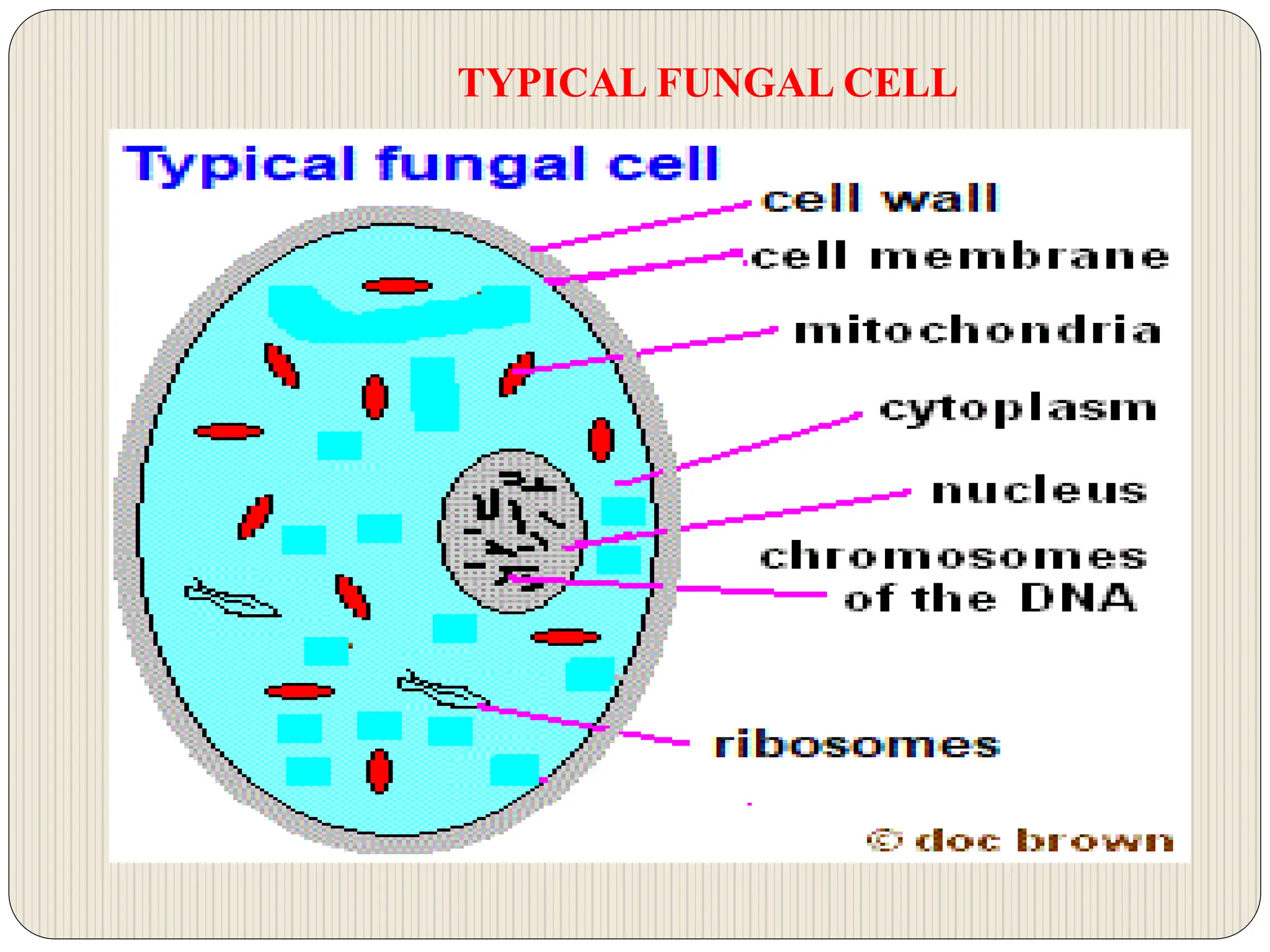 Fungi- Cell Wall & Thallus Structure.pdf
