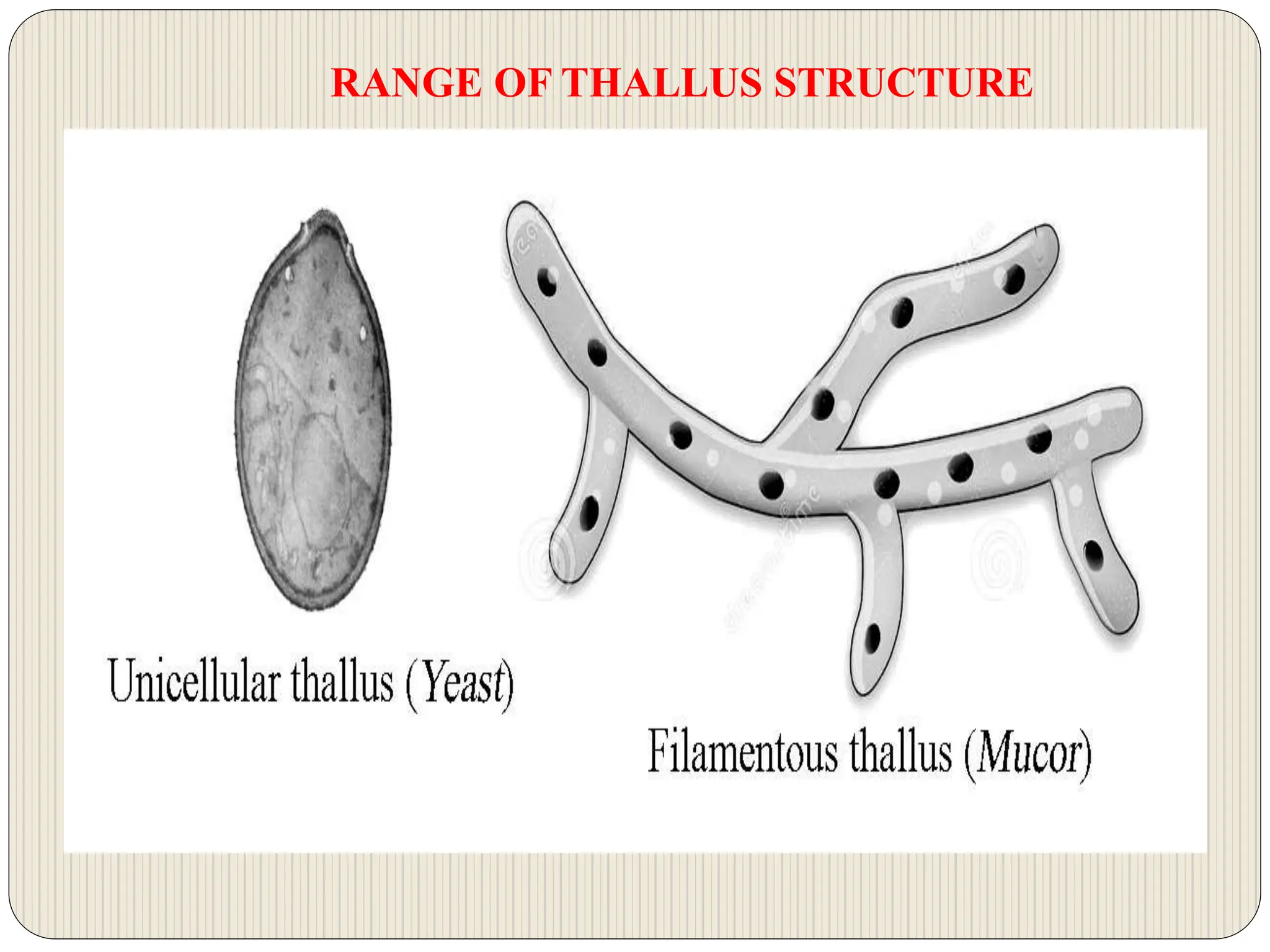 Fungi- Cell Wall & Thallus Structure.pdf
