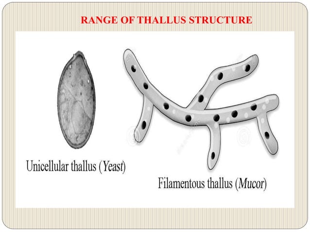 Fungi- Cell Wall & Thallus Structure.pdf