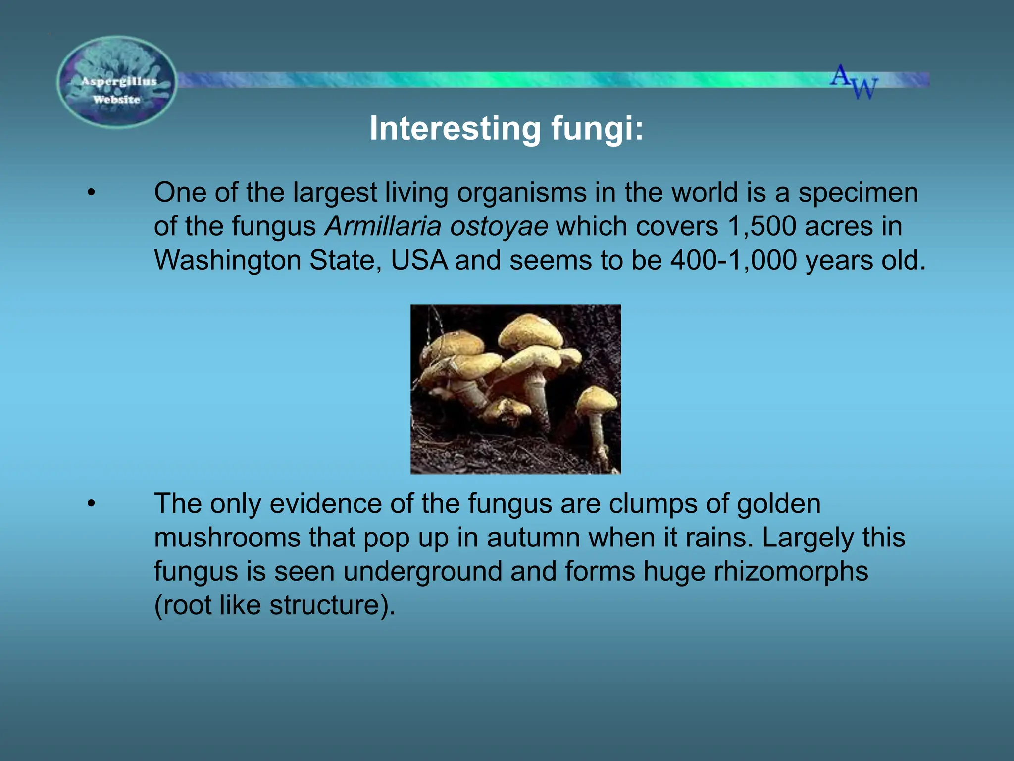 what are fung and Fungi-Introduction1.ppt