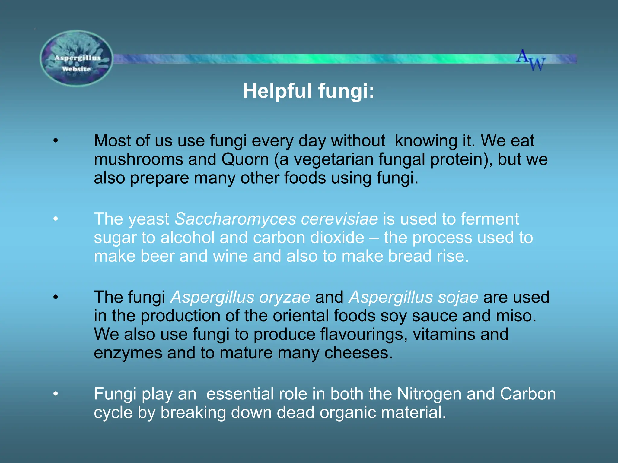 what are fung and Fungi-Introduction1.ppt
