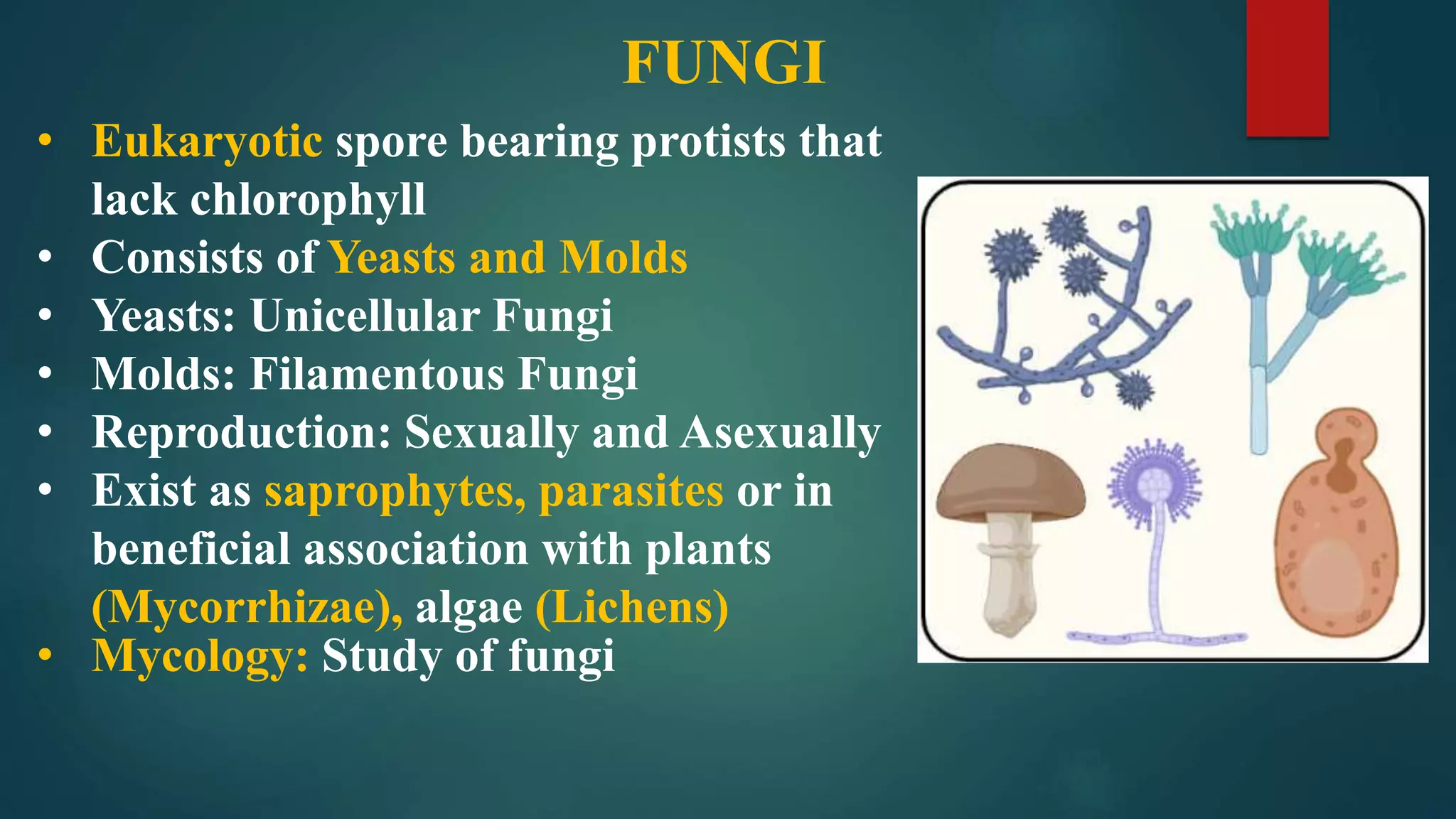 Fungi- Yeast and Molds- Dr C R Meera | PPTX