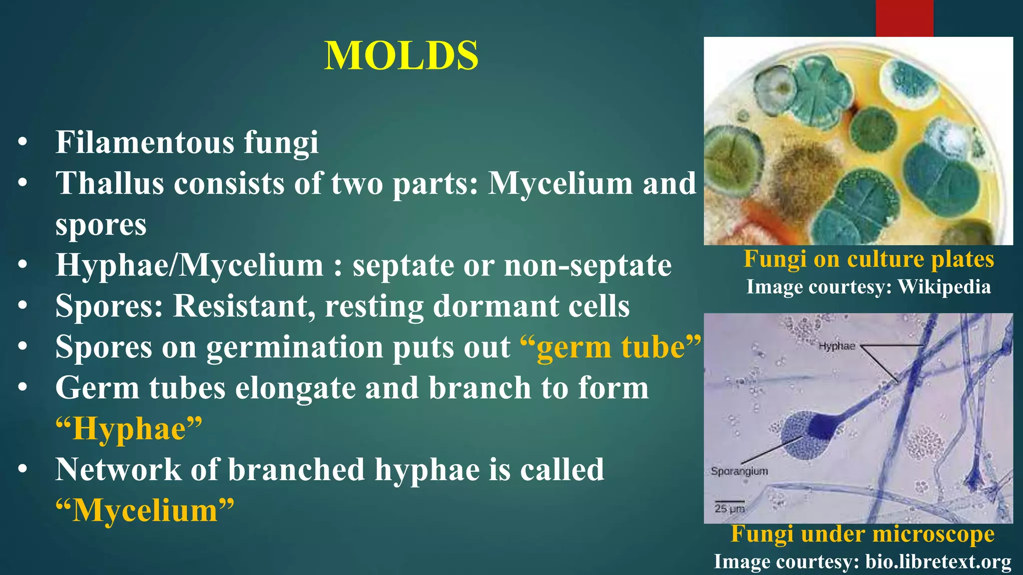 Fungi- Yeast and Molds- Dr C R Meera | PPT