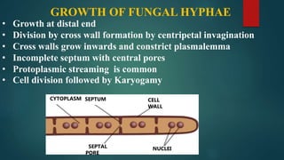 Fungi- Yeast and Molds- Dr C R Meera | PPTX