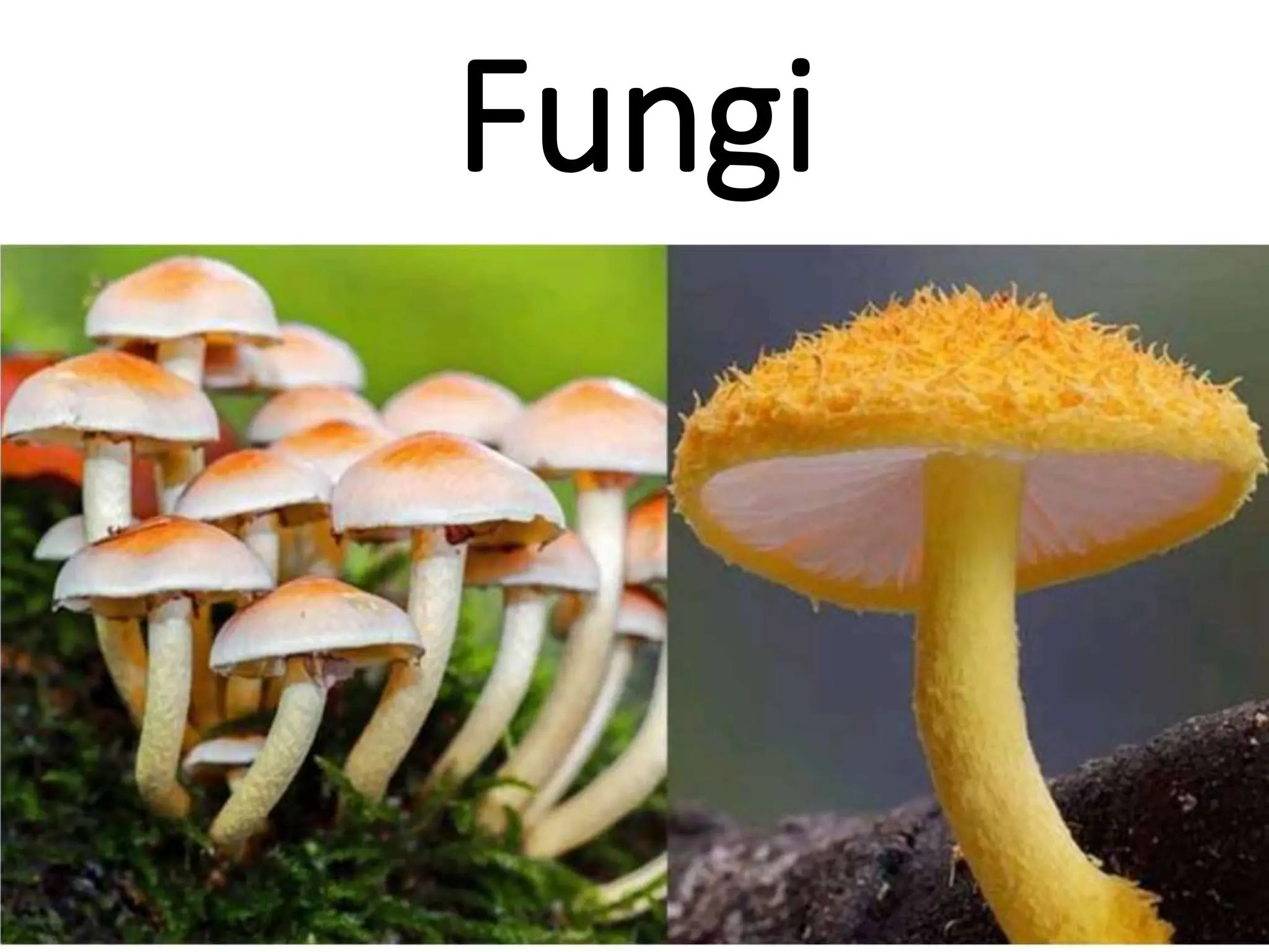 fungi fungi is hetrotropus, saprophytes, parasite,decomposer ...