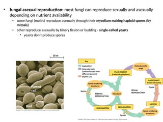 Characteristics and biodiversity of Fungi.ppt