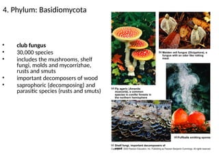 Characteristics and biodiversity of Fungi.ppt
