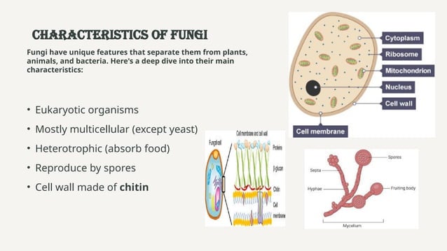 THE KINGDOM OF DECOMPOSERS-FUNGI GRADE VIII | PPTX