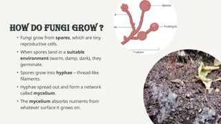 THE KINGDOM OF DECOMPOSERS-FUNGI GRADE VIII | PPTX