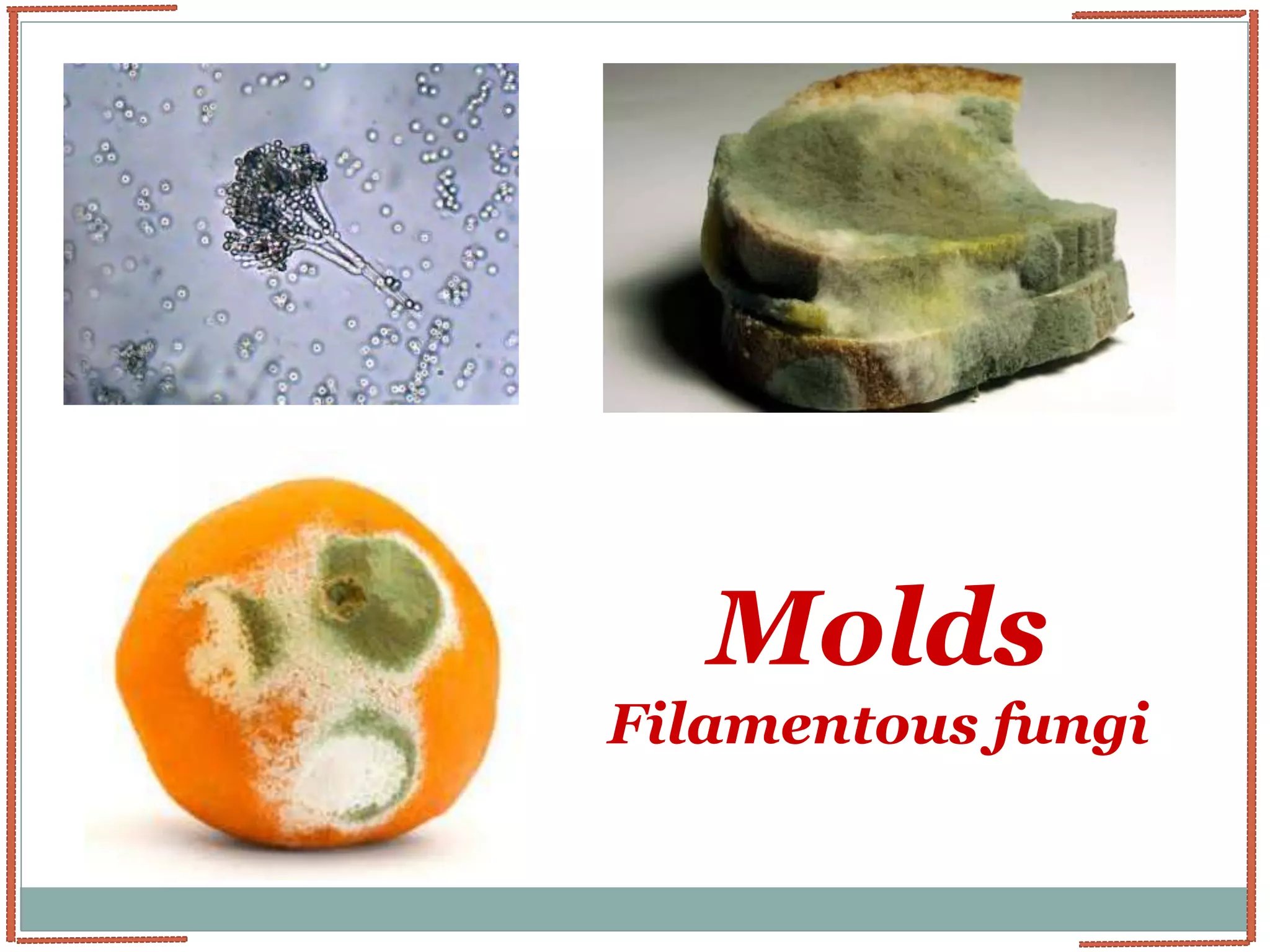 Identification of Fungi | PPTX