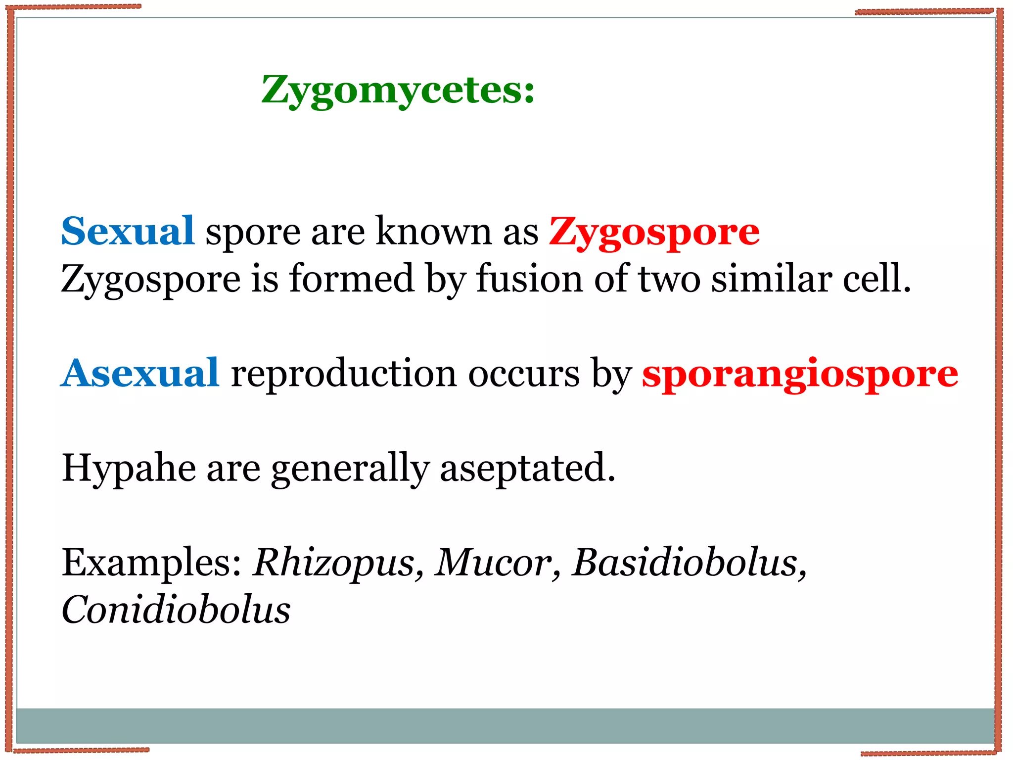 Identification of Fungi | PPTX