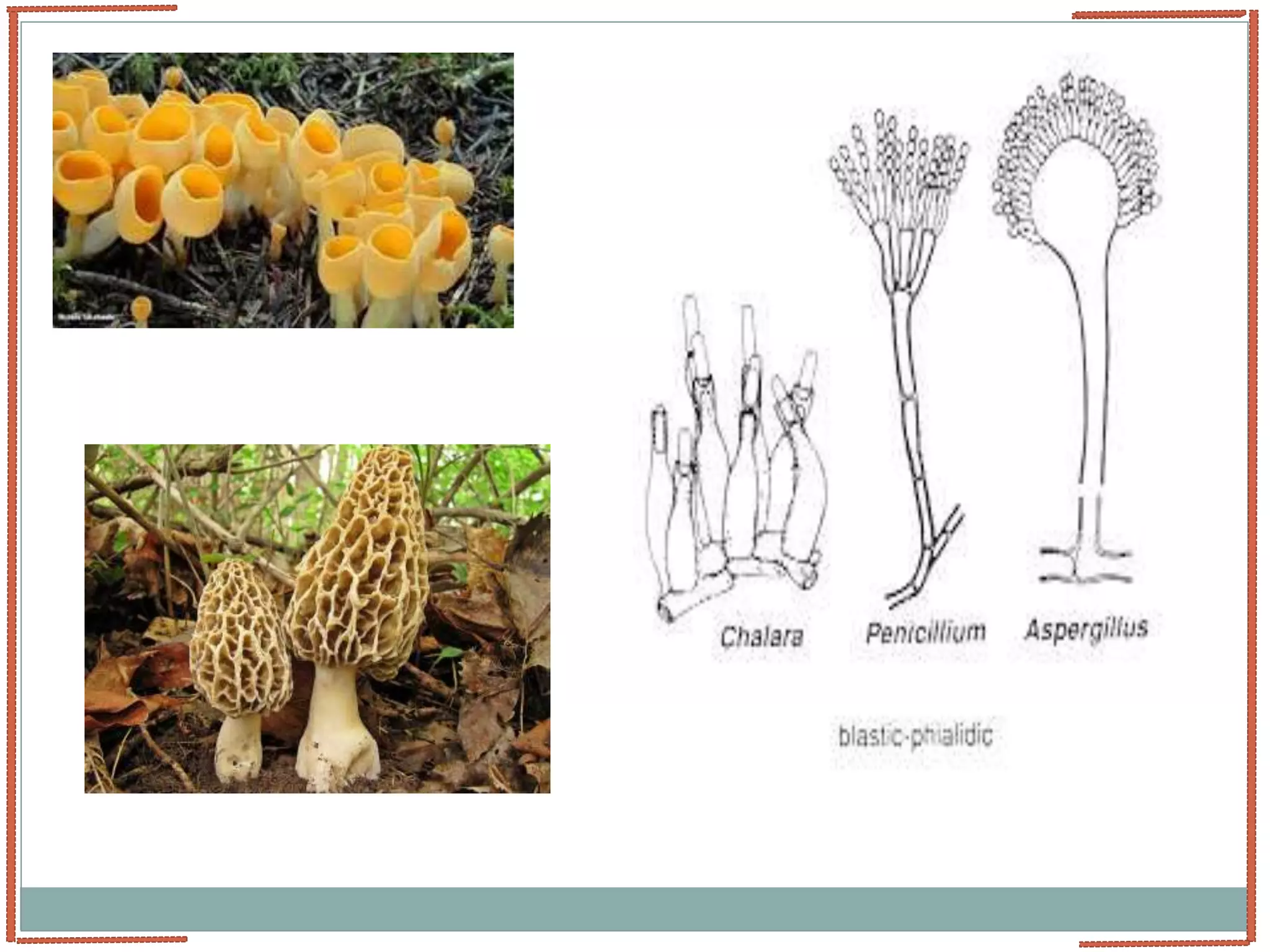 Identification of Fungi | PPTX
