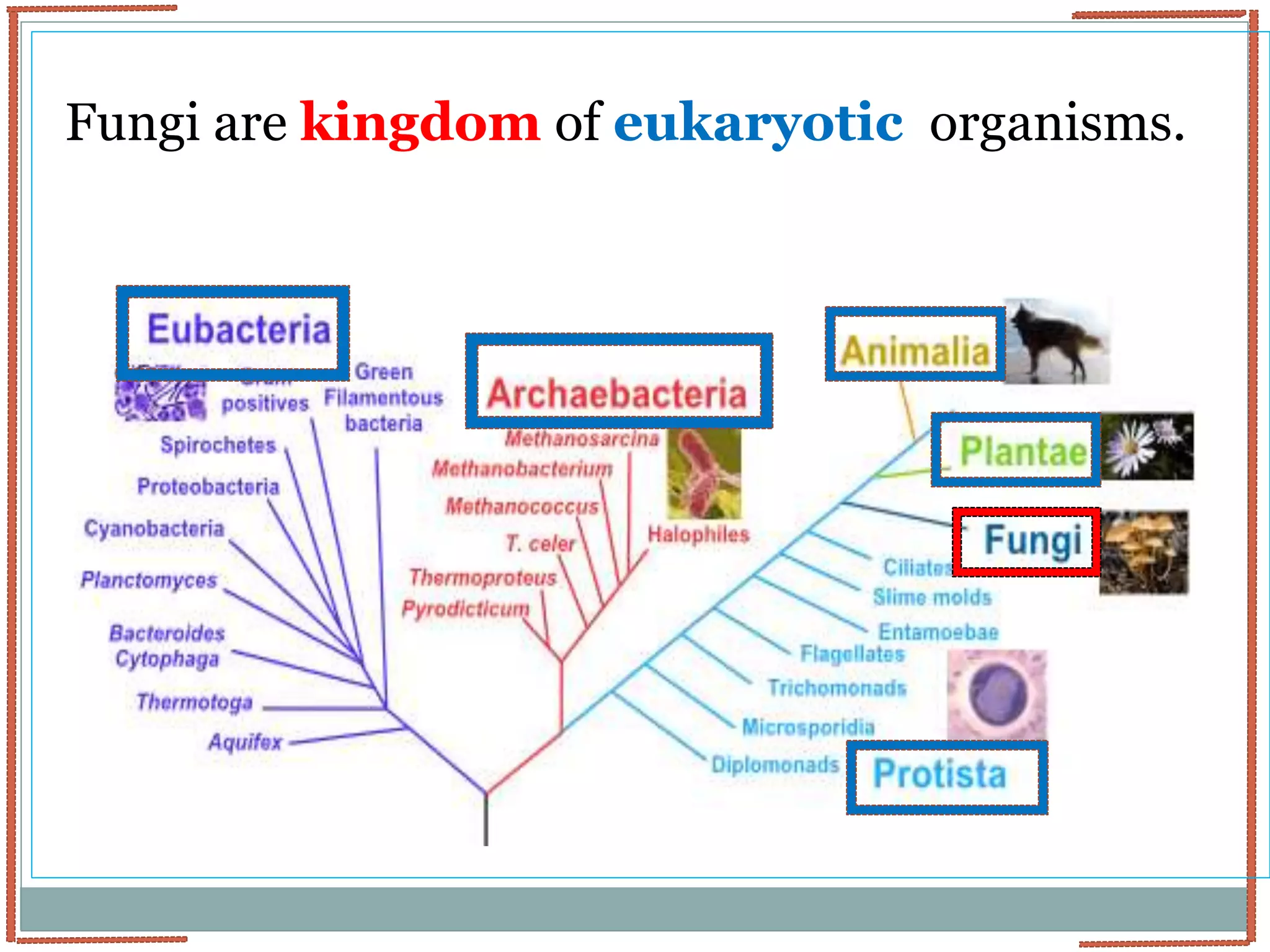 Identification of Fungi | PPTX