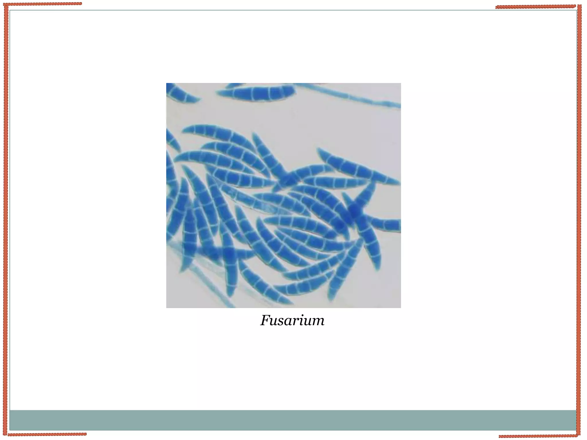 Identification of Fungi | PPTX