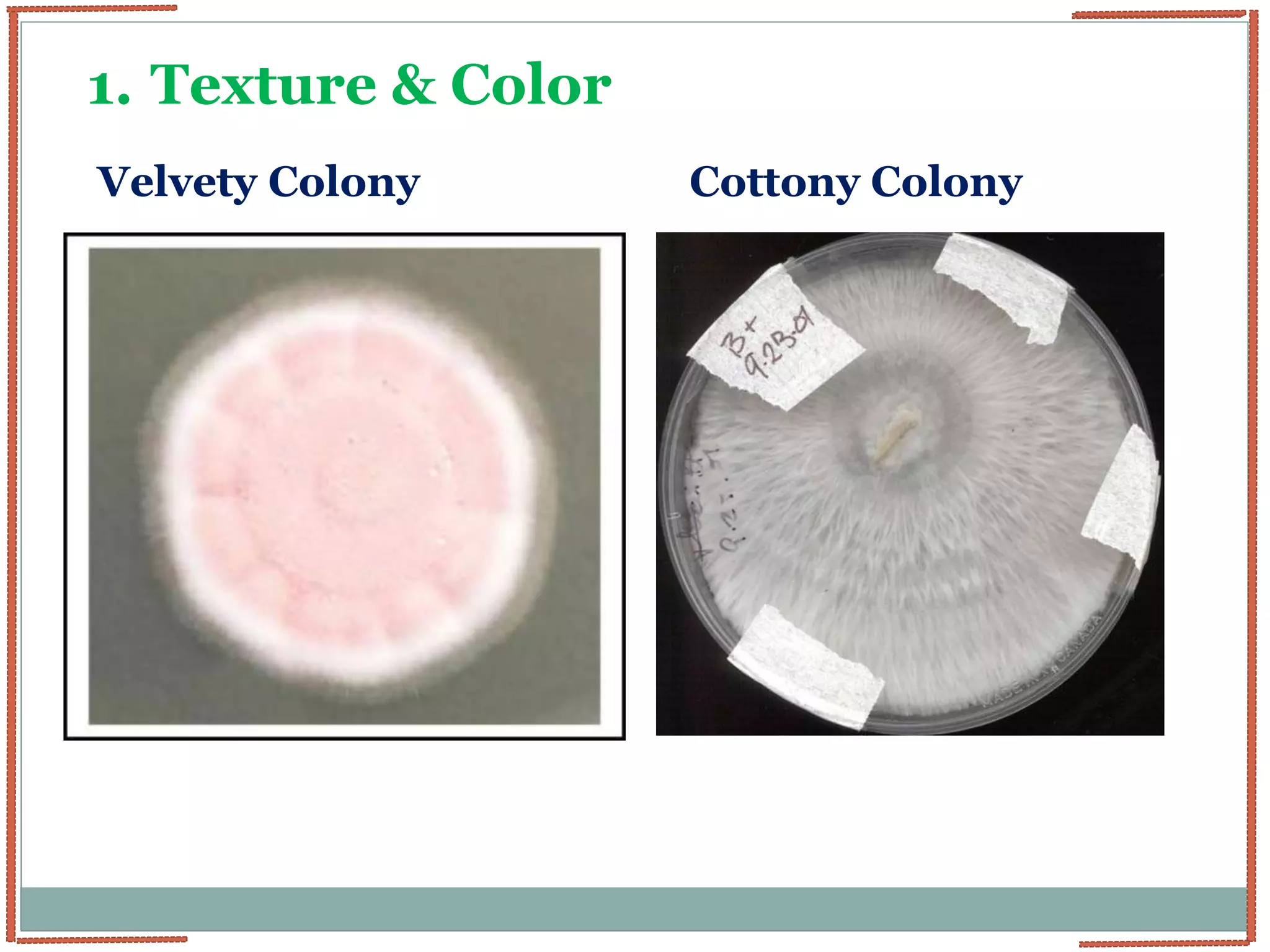 Identification of Fungi | PPTX