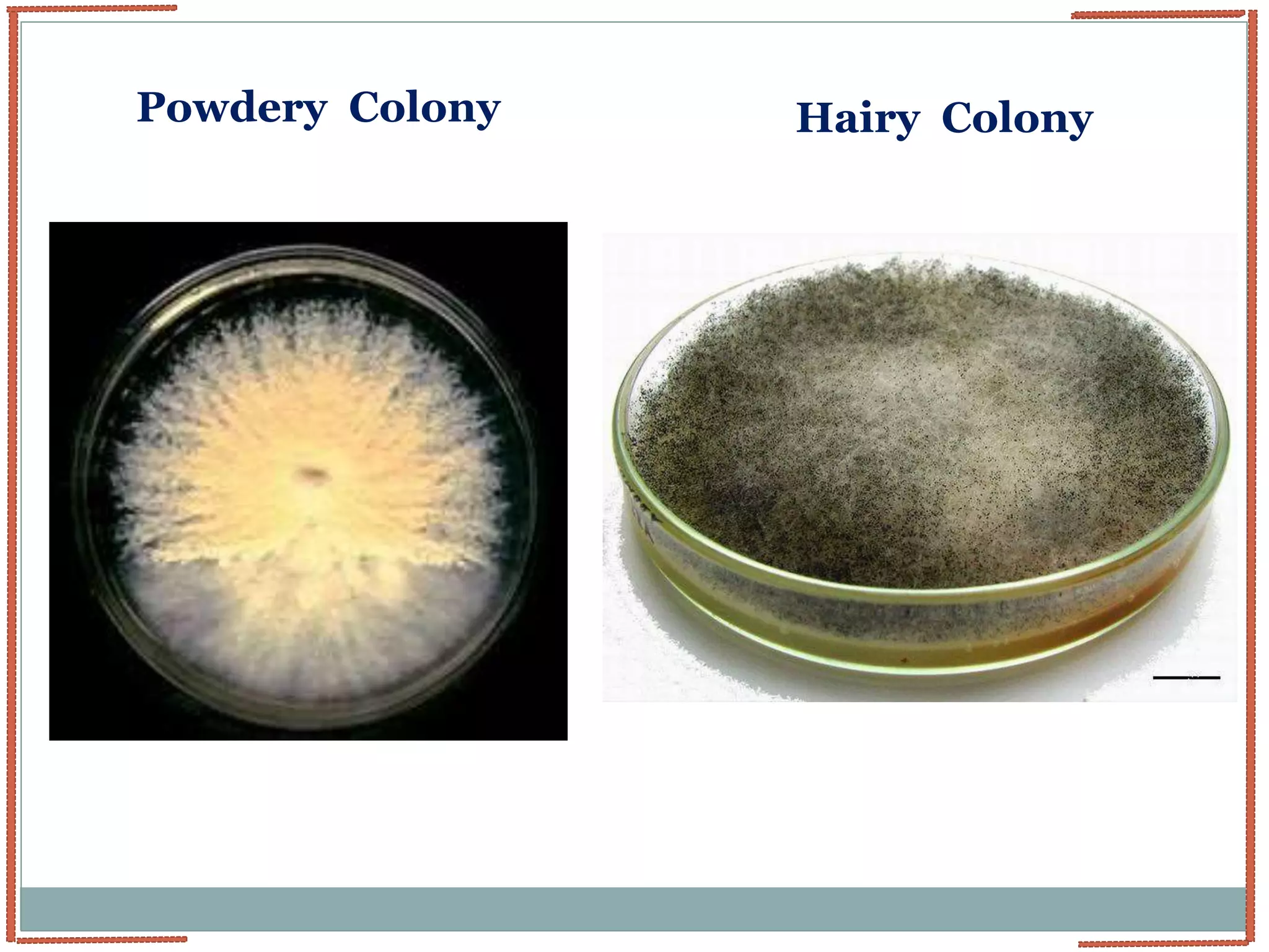 Identification of Fungi | PPTX