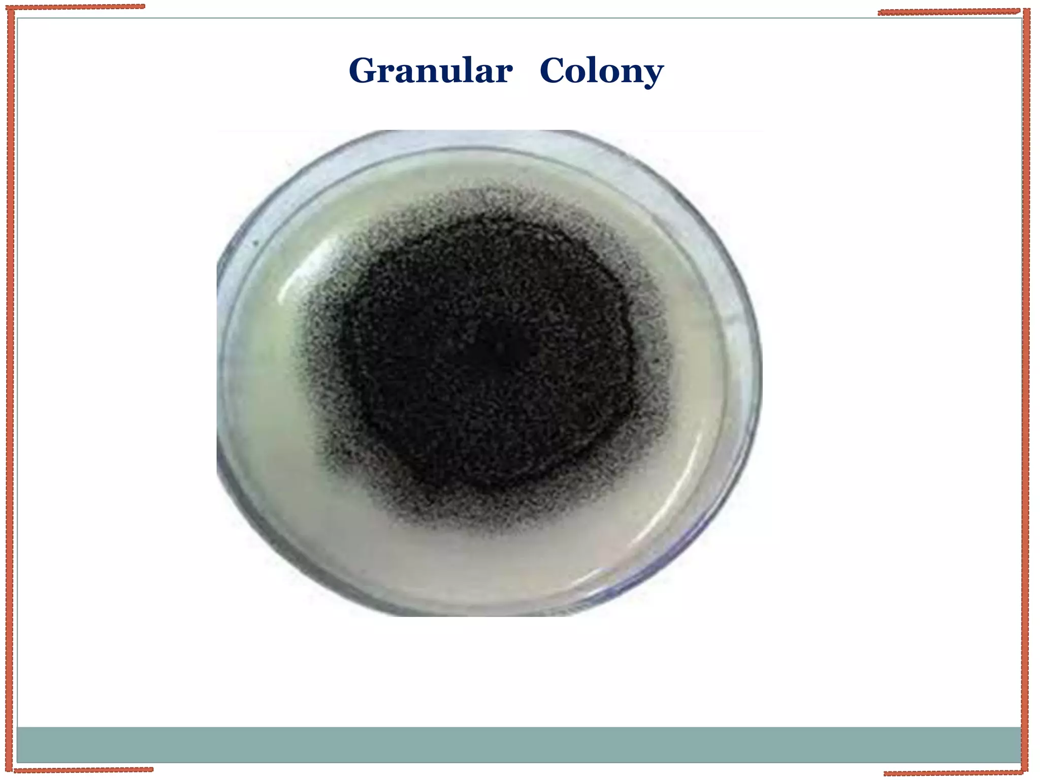 Identification of Fungi | PPTX