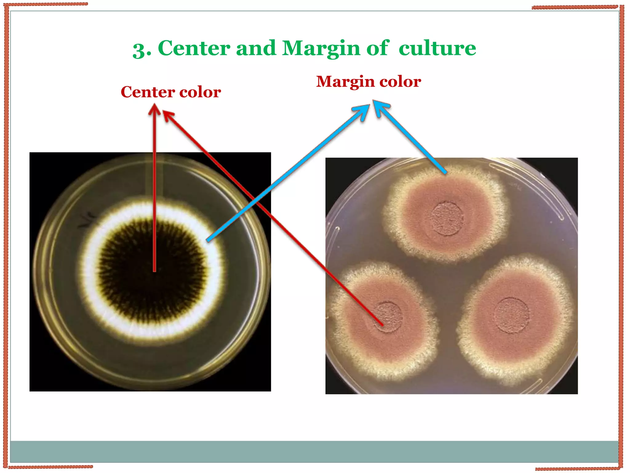 Identification of Fungi | PPTX