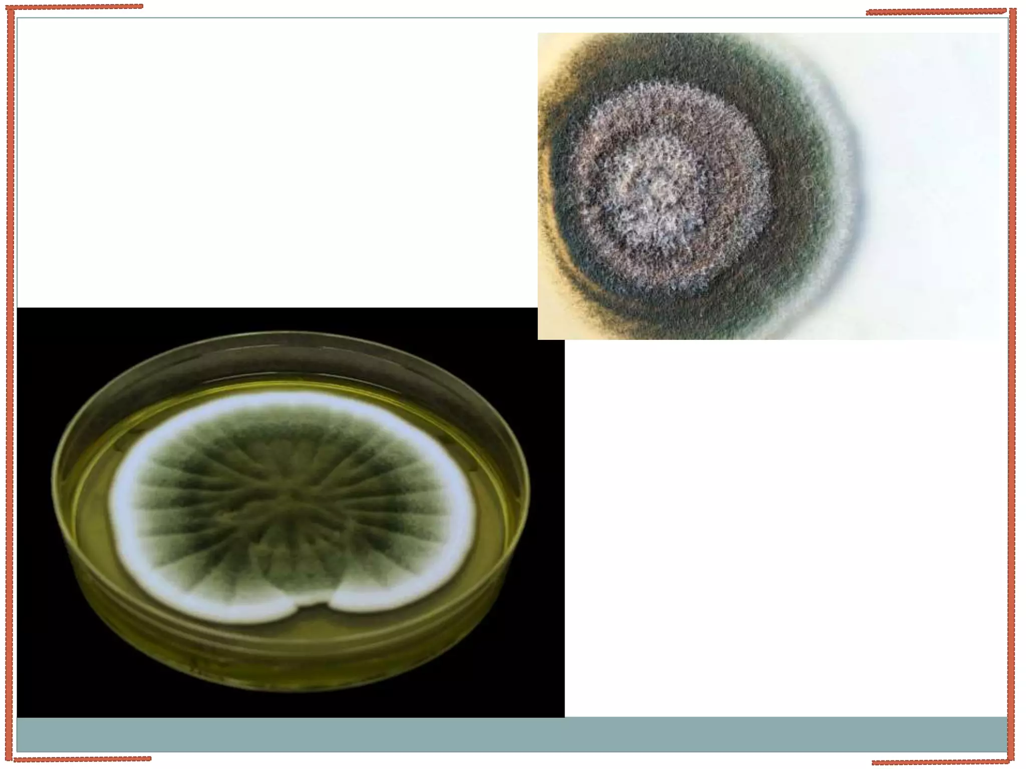 Identification of Fungi | PPTX