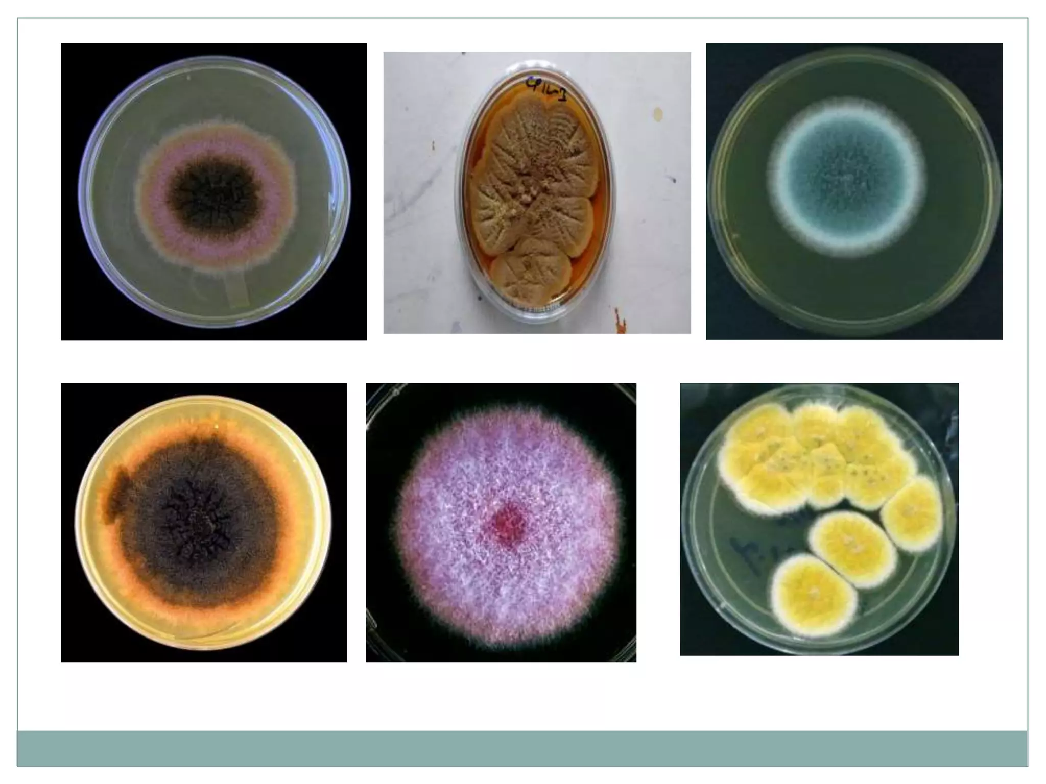 Identification of Fungi | PPTX