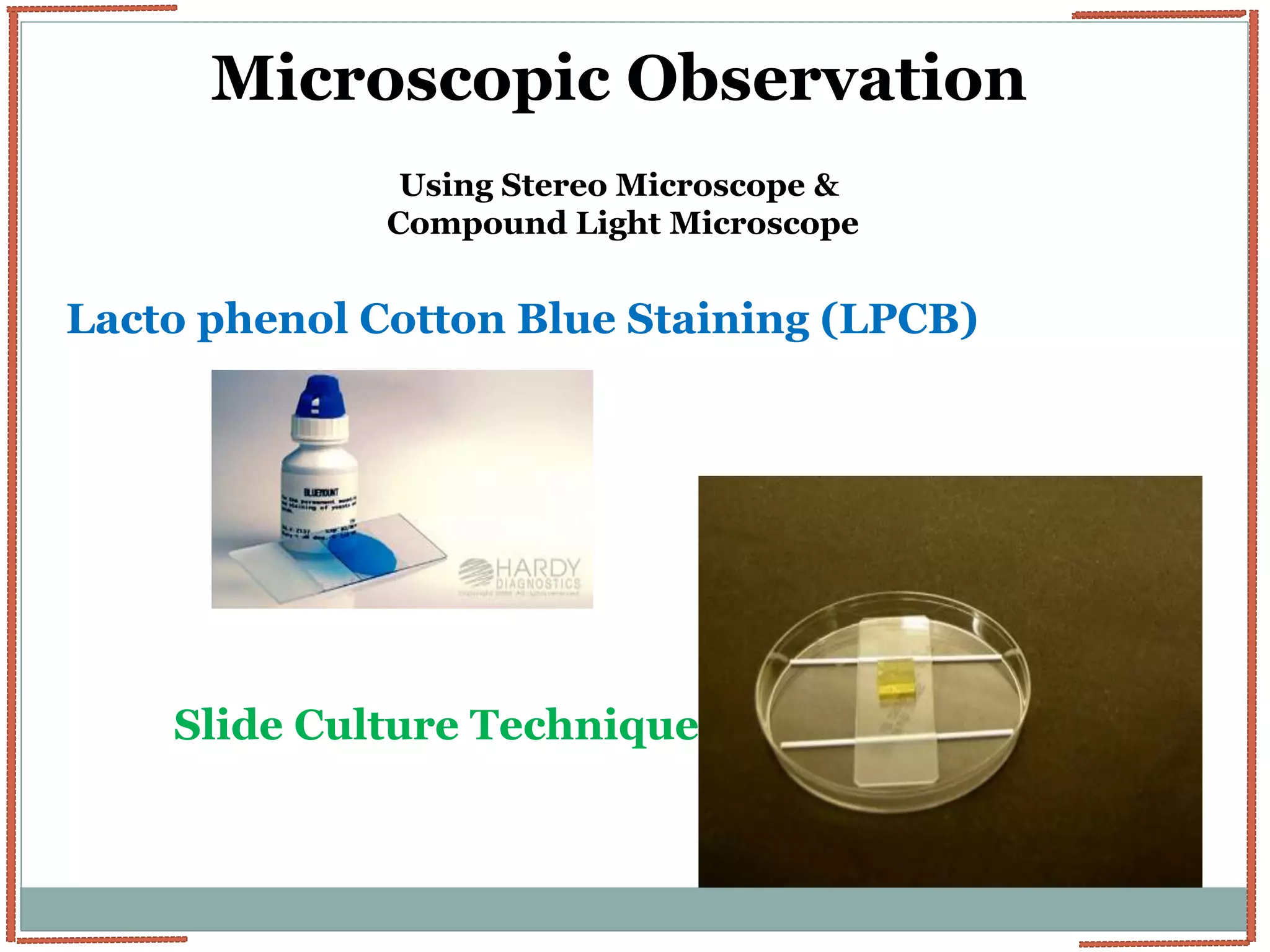 Identification of Fungi | PPTX