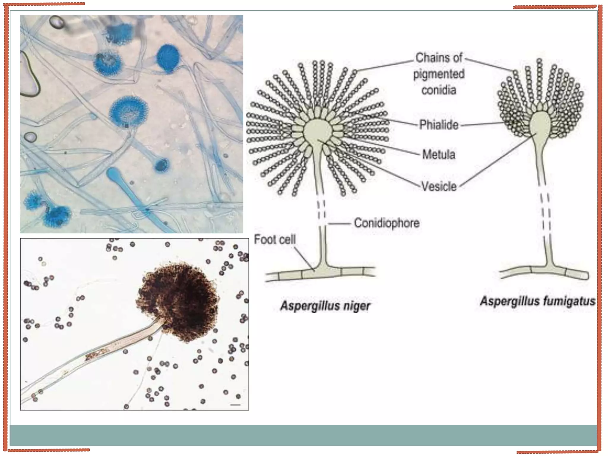 Identification of Fungi | PPTX