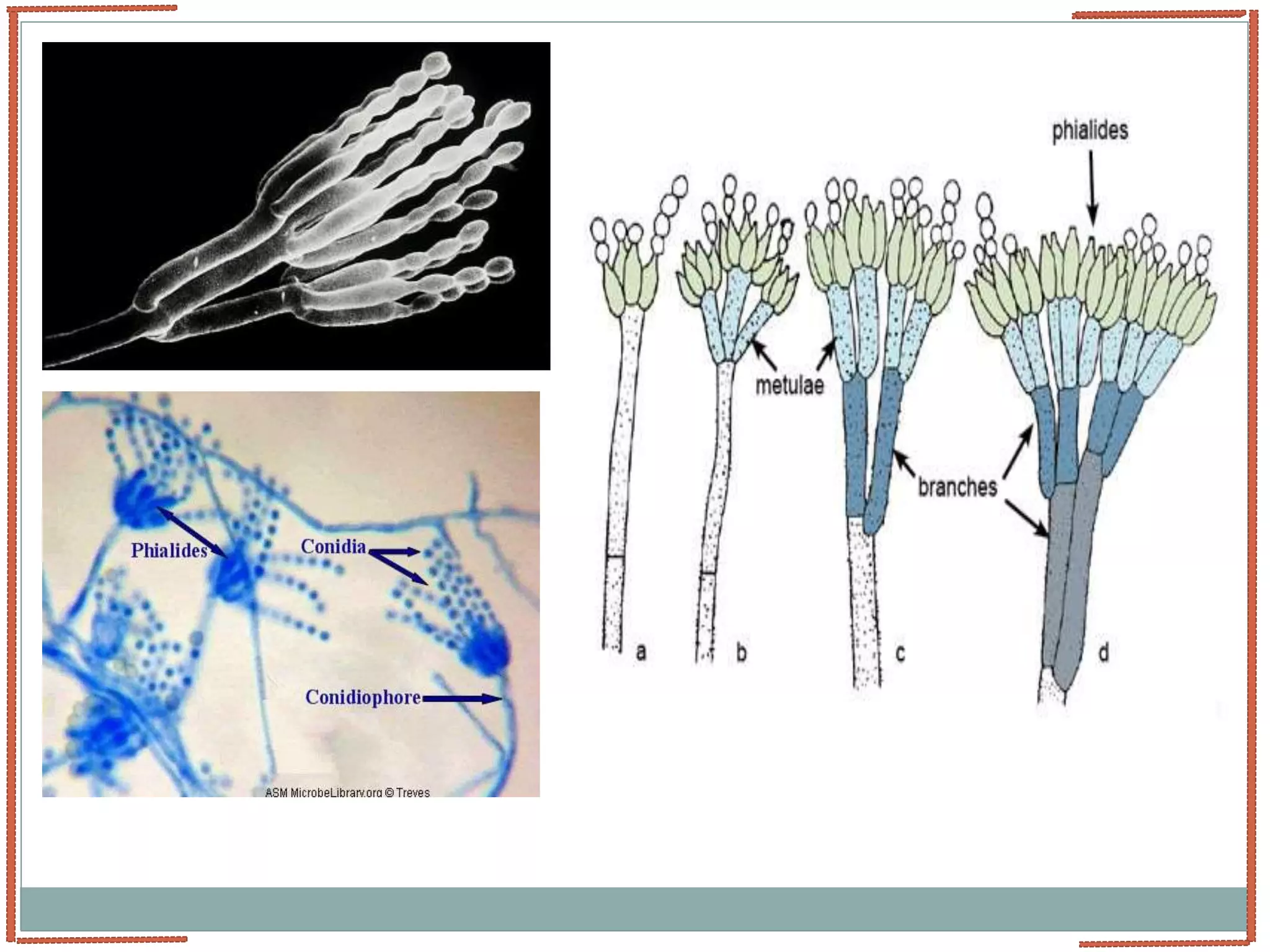Identification of Fungi | PPTX