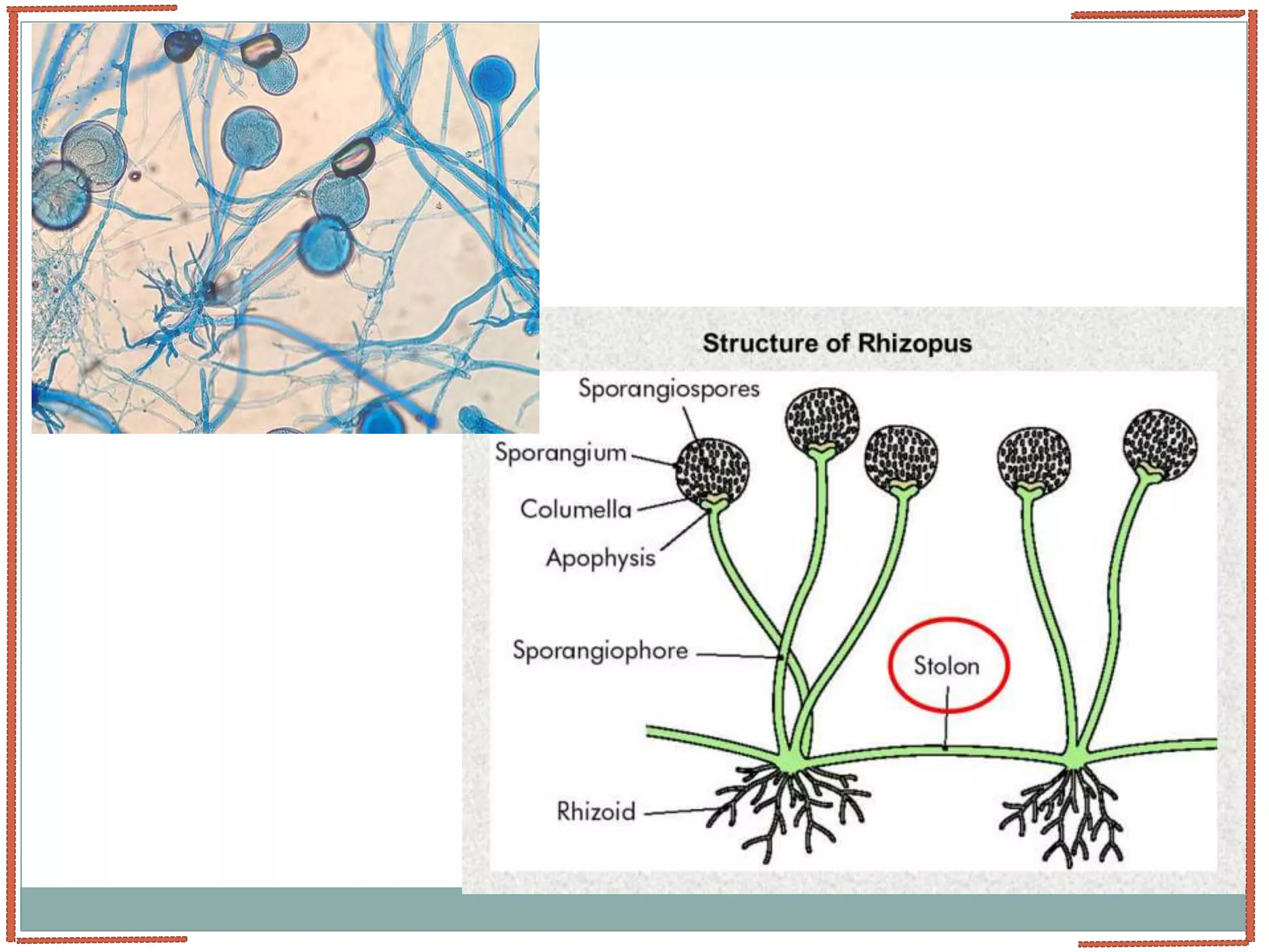 Identification of Fungi | PPTX
